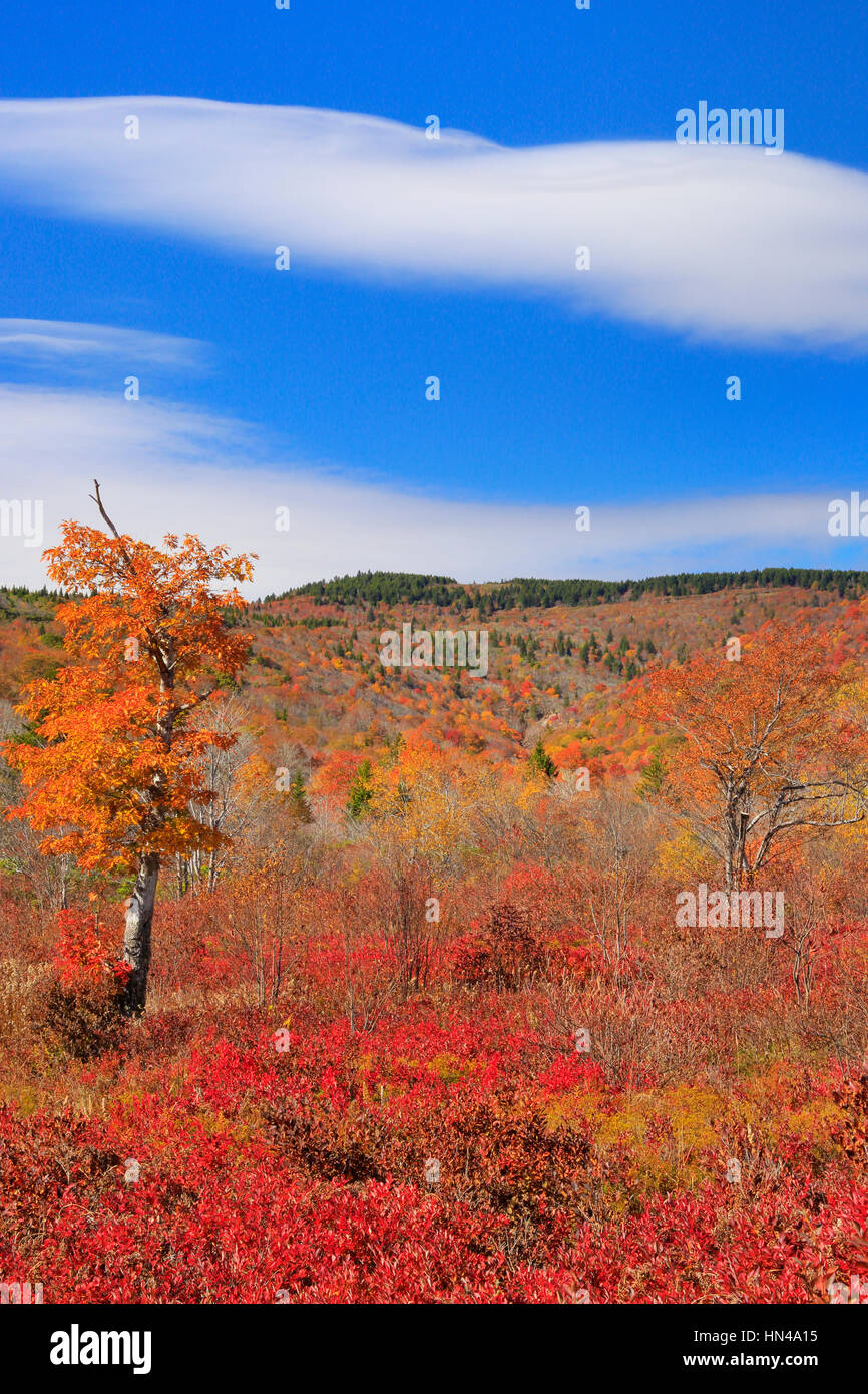 Graveyard Fields Loop Trail, Graveyard Fields, Blue Ridge Parkway ...