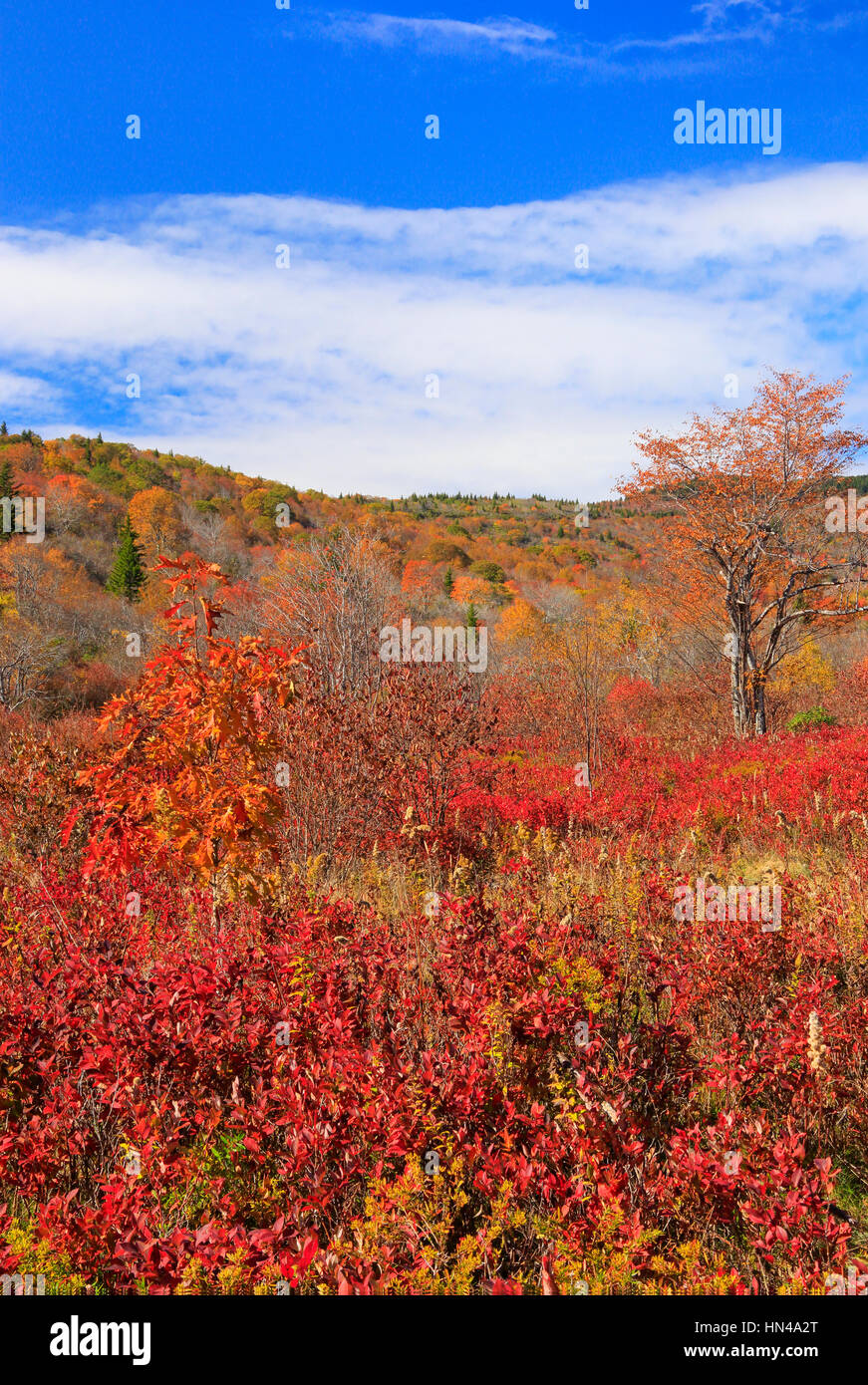 Graveyard Fields Loop Trail, Graveyard Fields, Blue Ridge Parkway ...