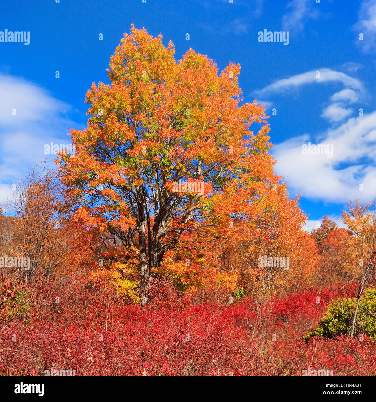 Graveyard Fields Loop Trail, Graveyard Fields, Blue Ridge Parkway ...