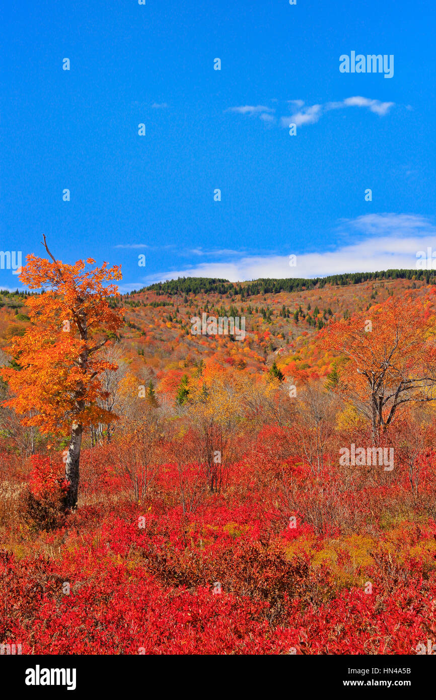 Graveyard Fields Loop Trail, Graveyard Fields, Blue Ridge Parkway ...