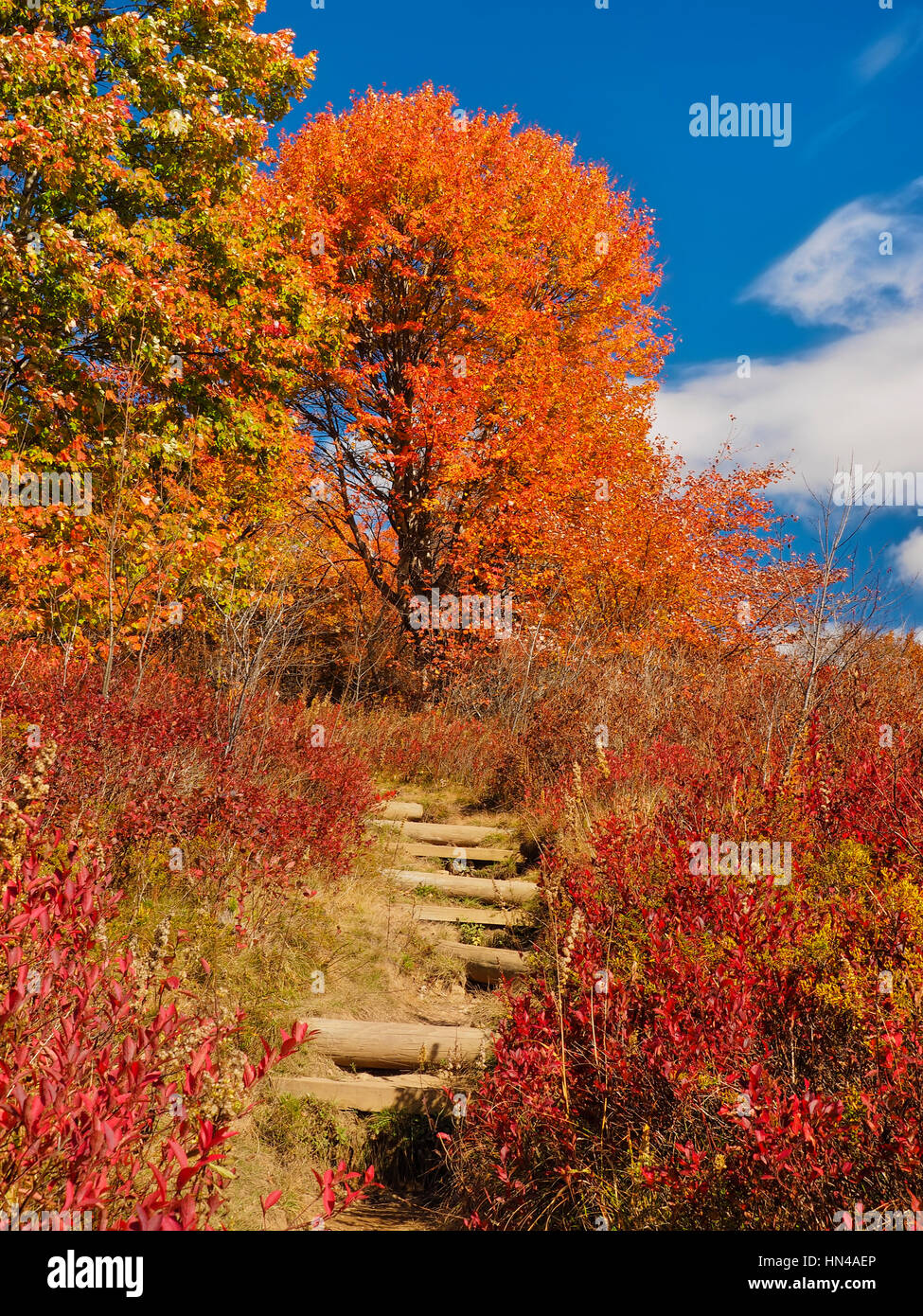 Graveyard Ridge Trail, Graveyard Fields, Blue Ridge Parkway, North ...