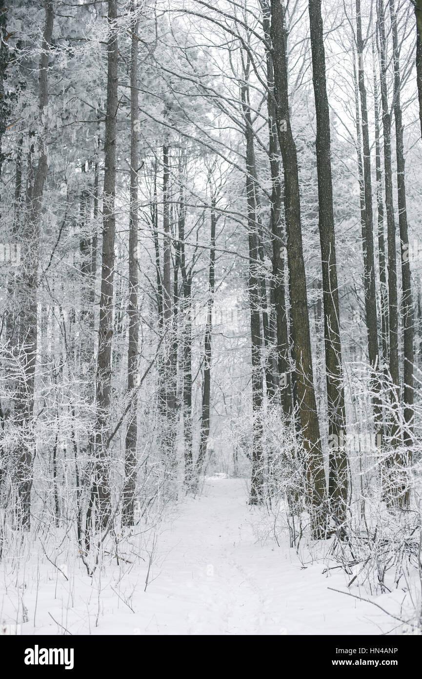 Magic foggy and frozen winter forest scene. Misty landscape background ...