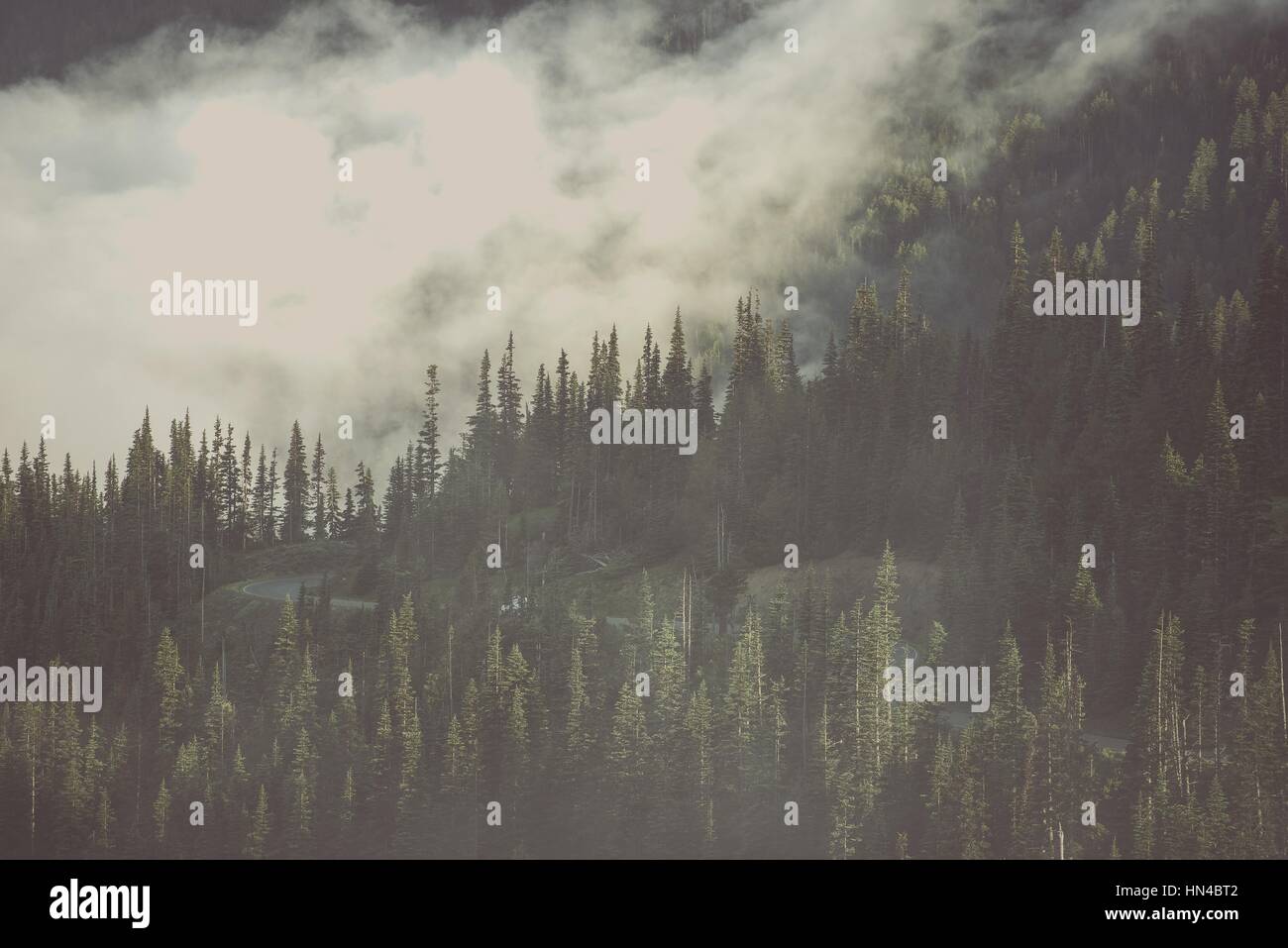 Foggy Wilderness Forest. American North West Olympic Peninsula ...