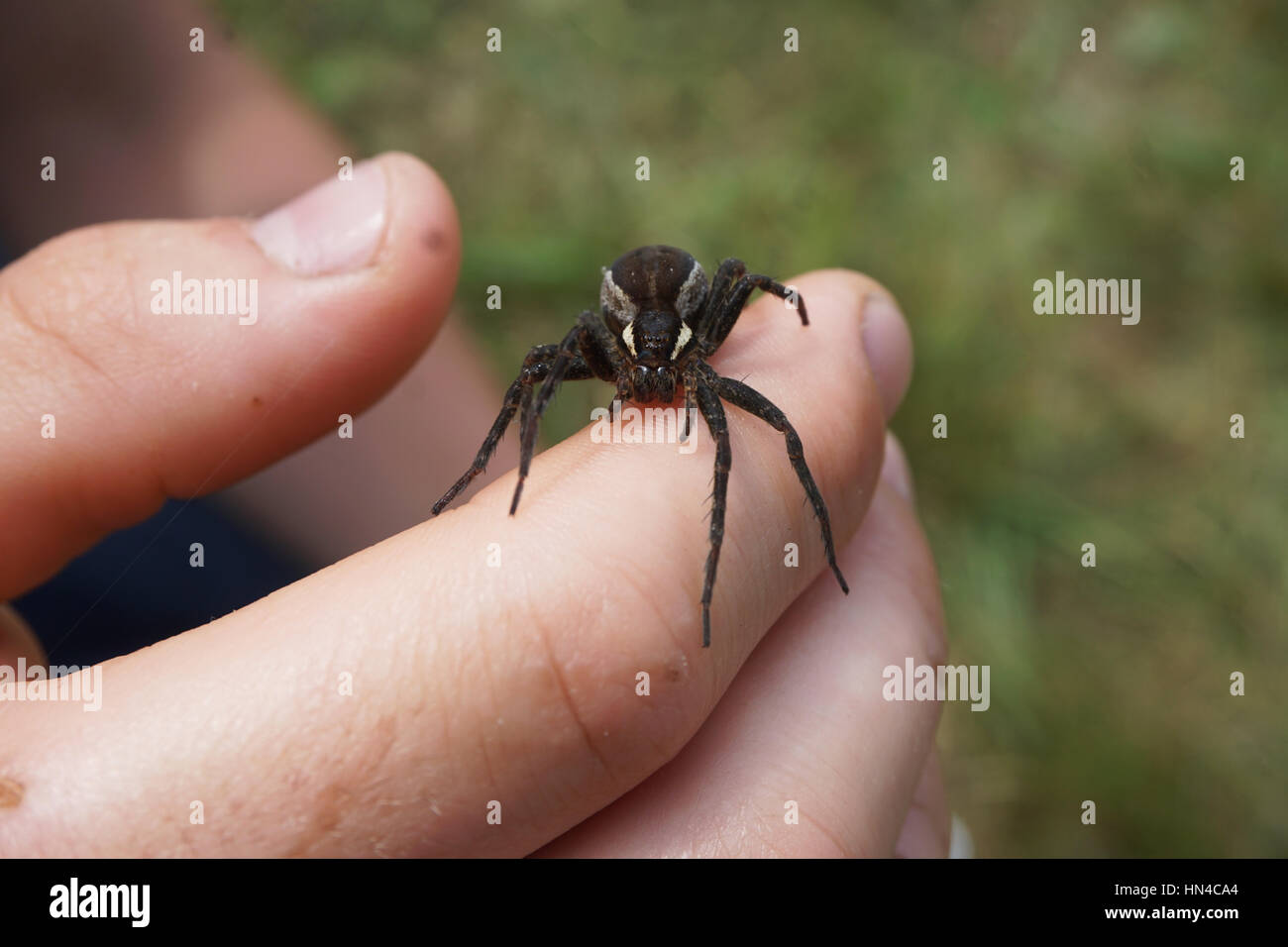Was camping in woods with friends and this spider crawled on my back ...