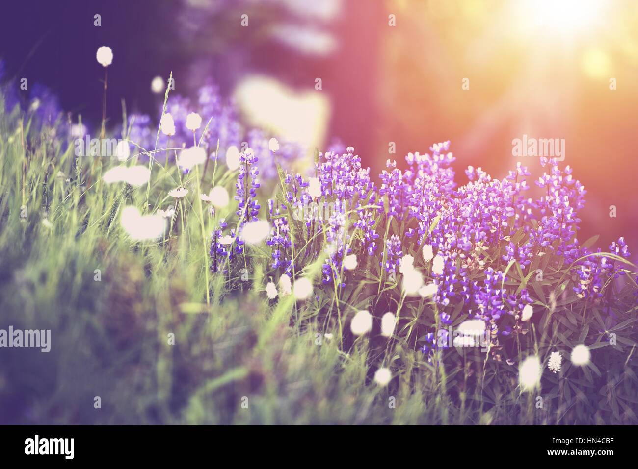 Wildflowers at sunset hi-res stock photography and images - Alamy