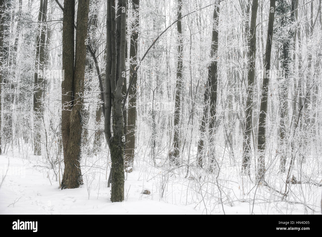 Magic foggy and frozen winter forest scene. Misty landscape background ...