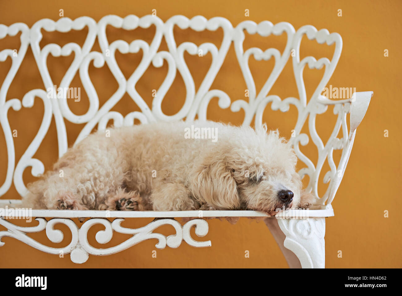 white homeless poodle sleep on metal bench Stock Photo - Alamy