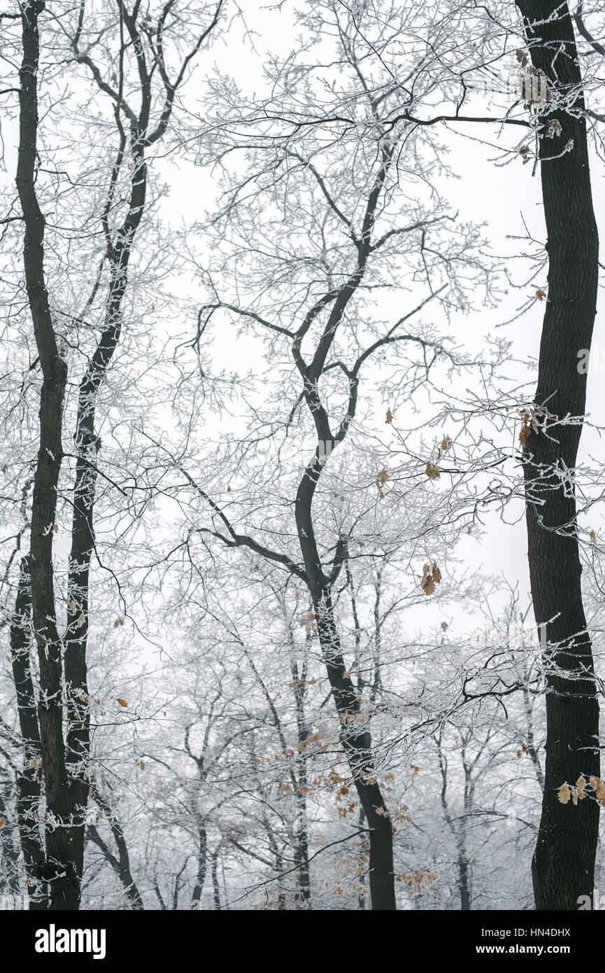 Magic foggy and frozen winter forest scene. Misty landscape background ...