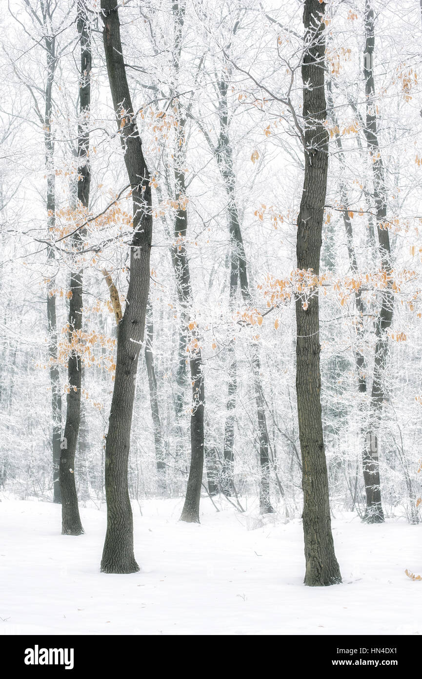 Magic foggy and frozen winter forest scene. Misty landscape background ...
