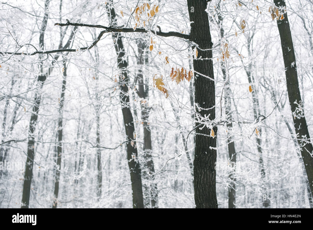 Magic foggy and frozen winter forest scene. Misty landscape background ...