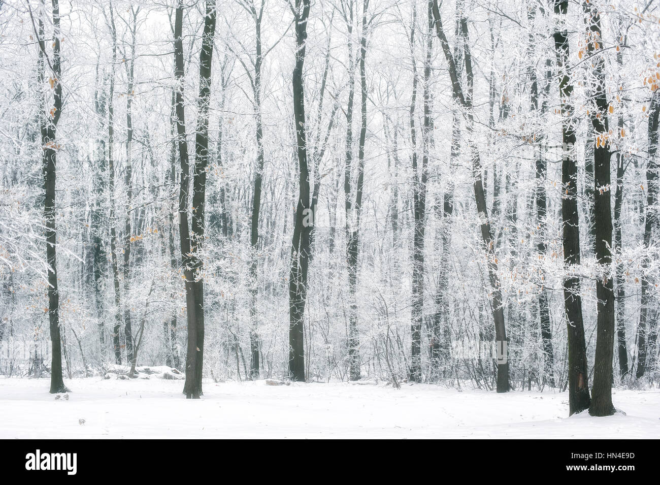 Magic foggy and frozen winter forest scene. Misty landscape background ...