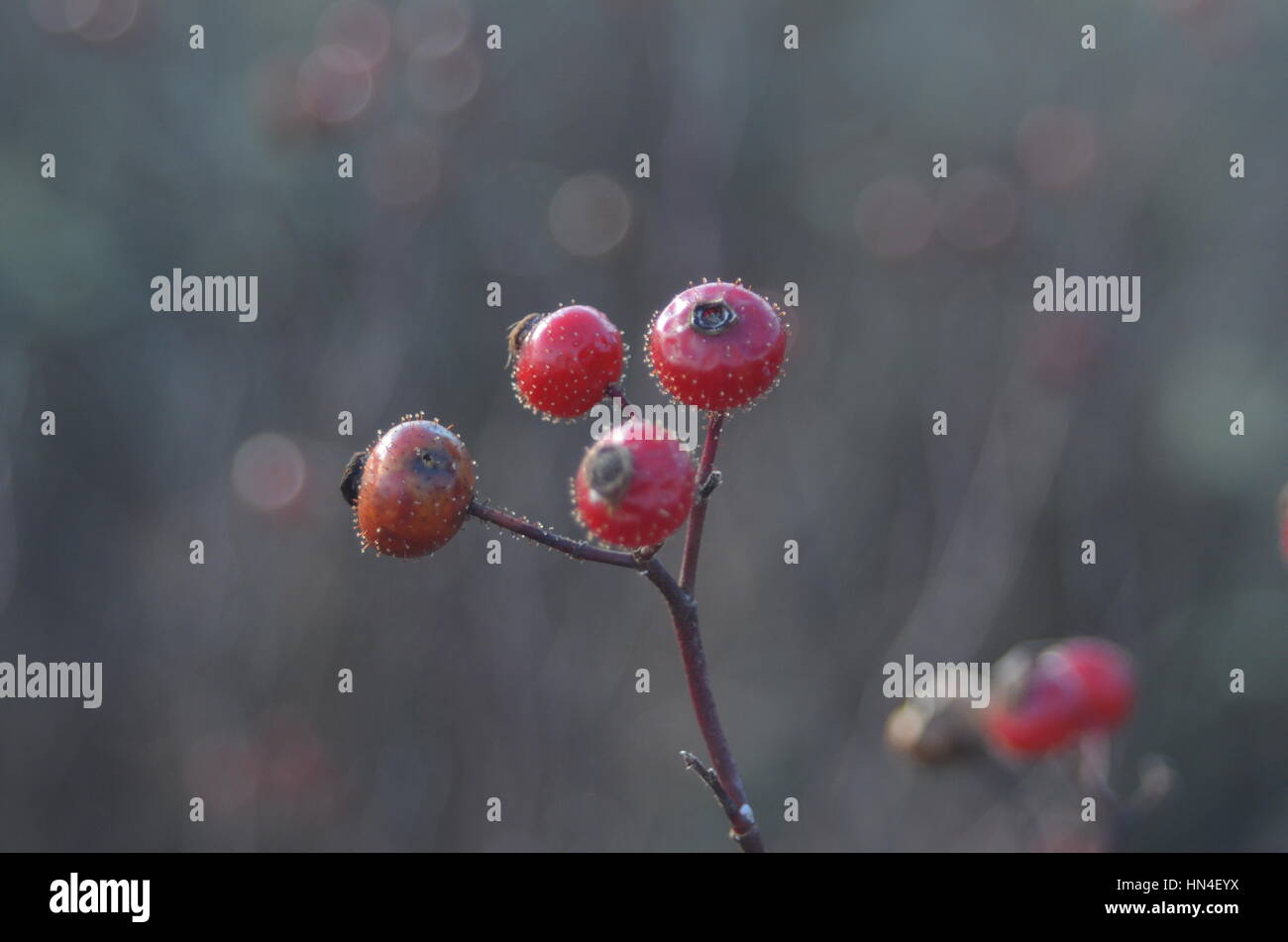 Swamp rose hi-res stock photography and images - Alamy