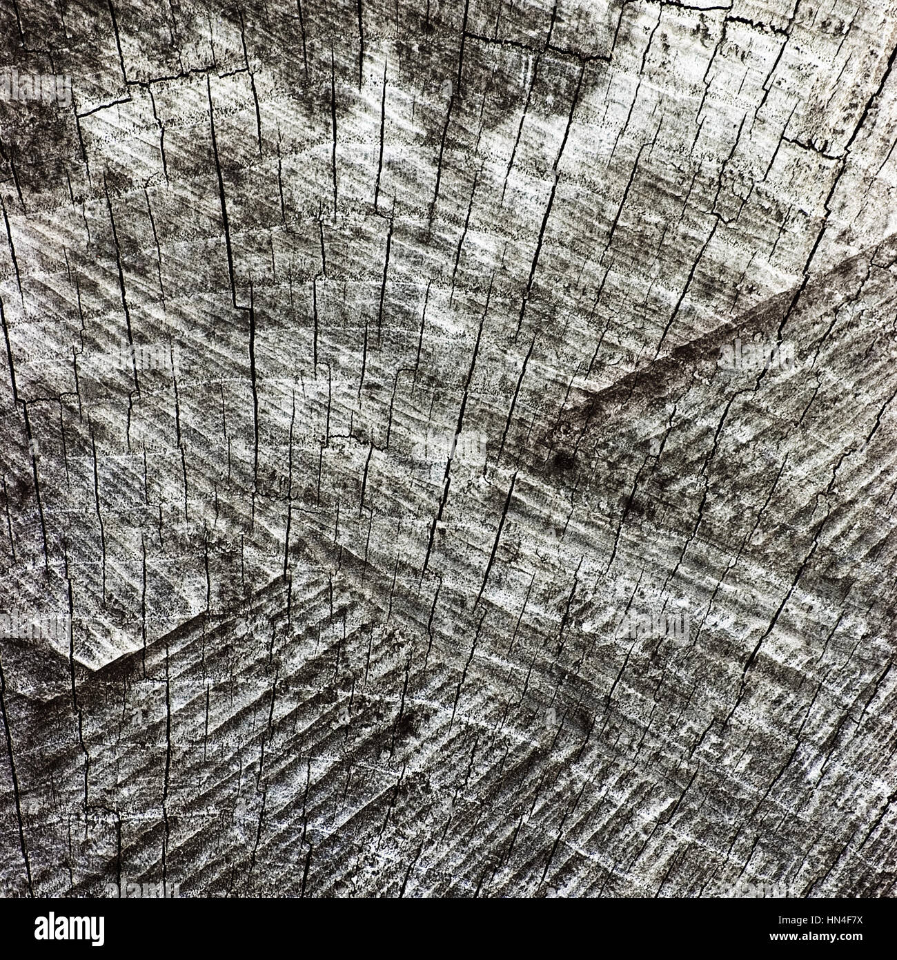 Natural Weathered Grey Tree Stump Cut Texture, Large Detailed Old Aged ...