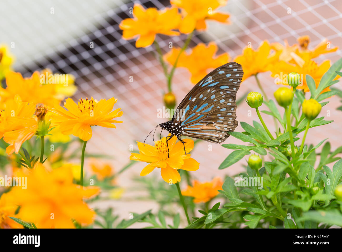 Black Butterfly catch on yellow Cosmos flowers Stock Photo - Alamy