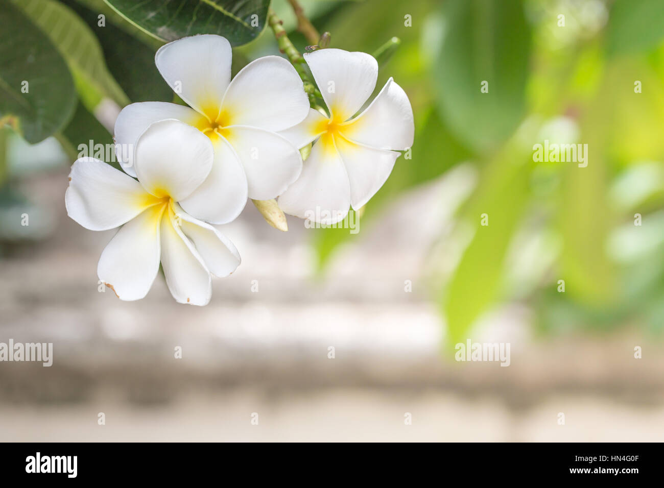 Green Beautiful Plumeria flower with clear light in sunny day Stock ...