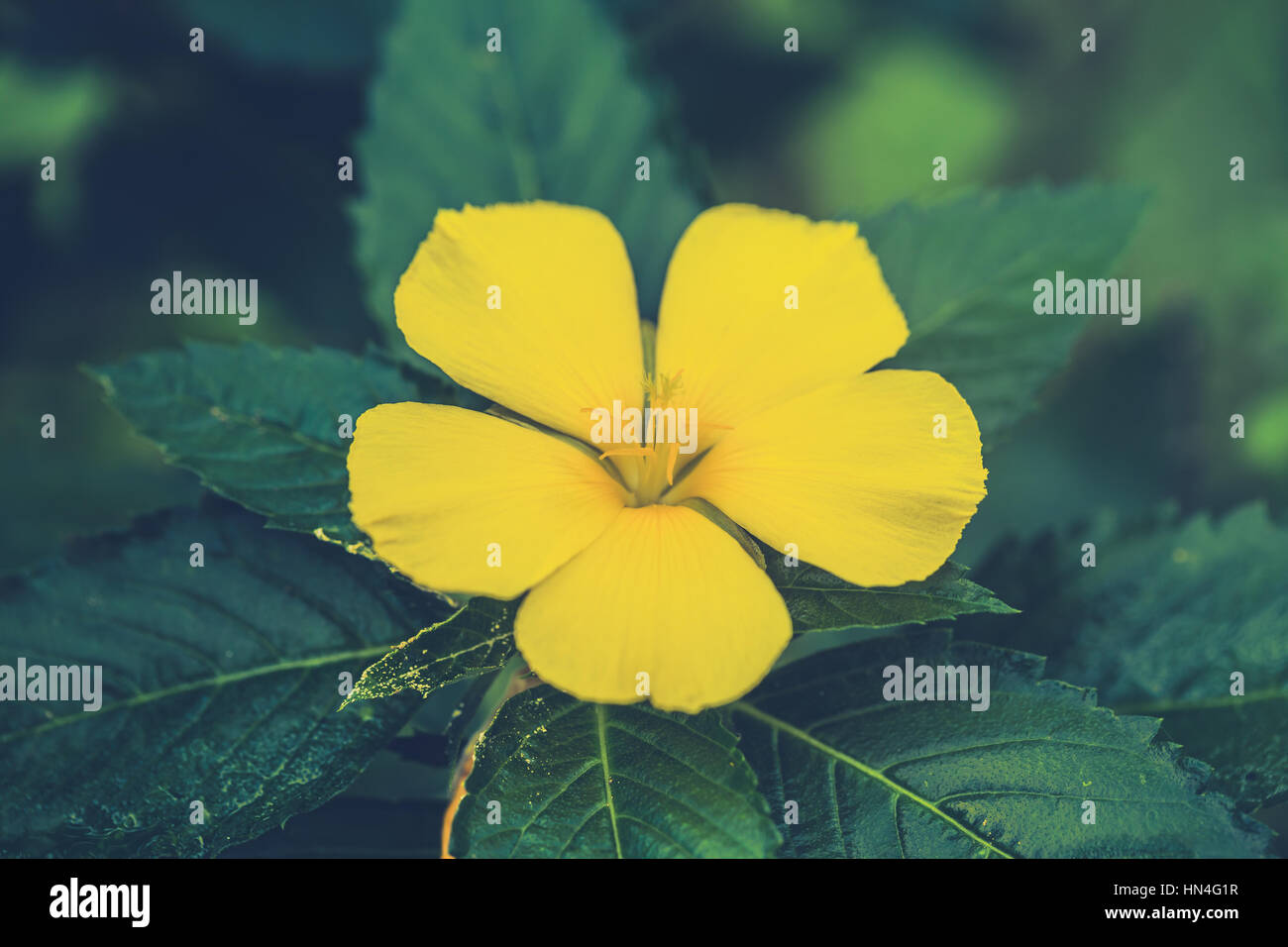 yellow flower in the garden vintage retro color tone Stock Photo - Alamy