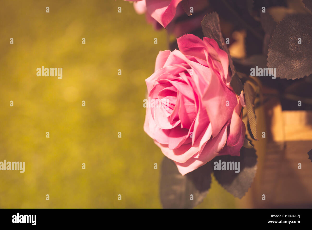 Rose flower retro vintage style pink old color tone decoration for ...