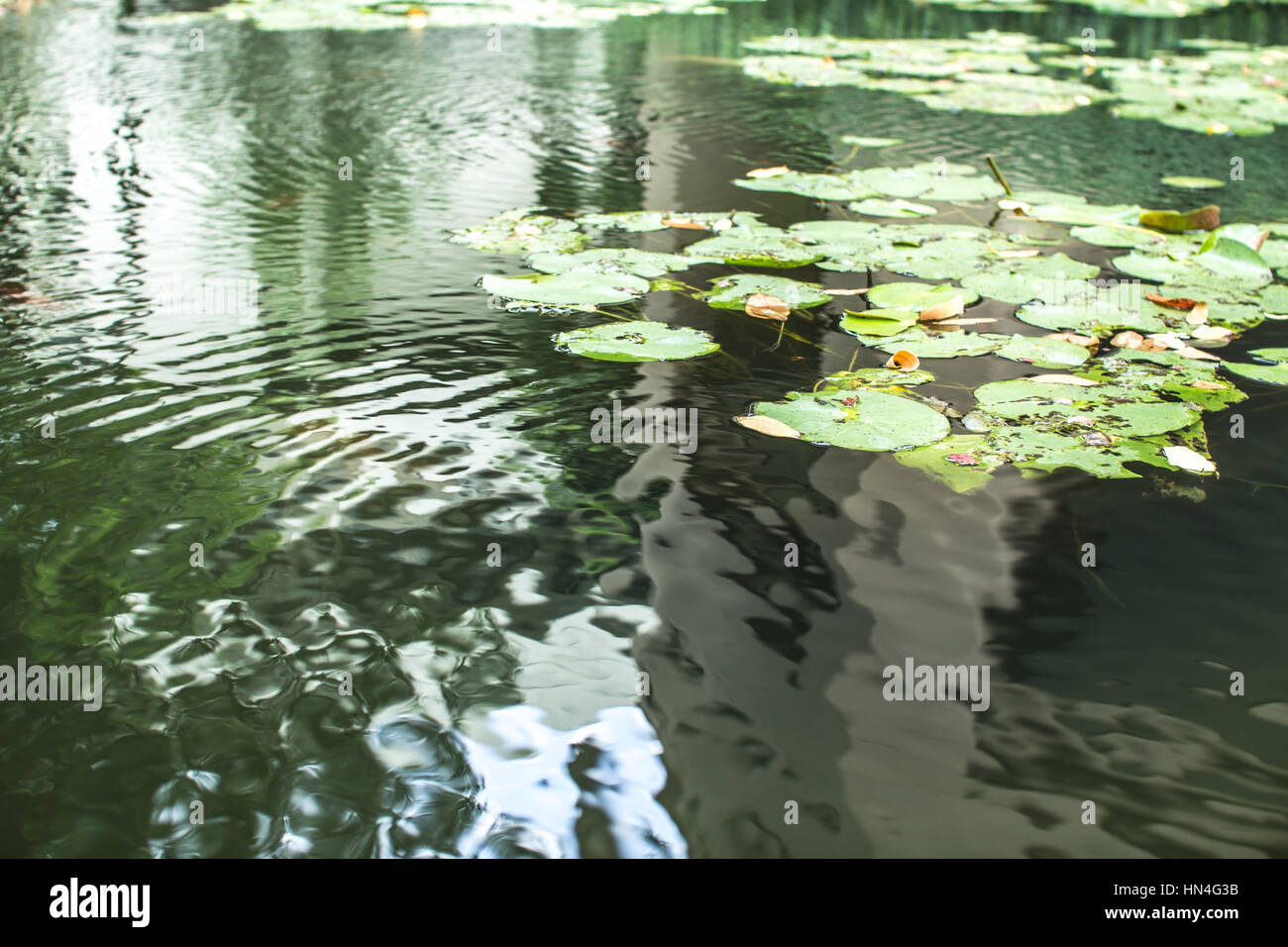 Lilly pond well hi-res stock photography and images - Alamy