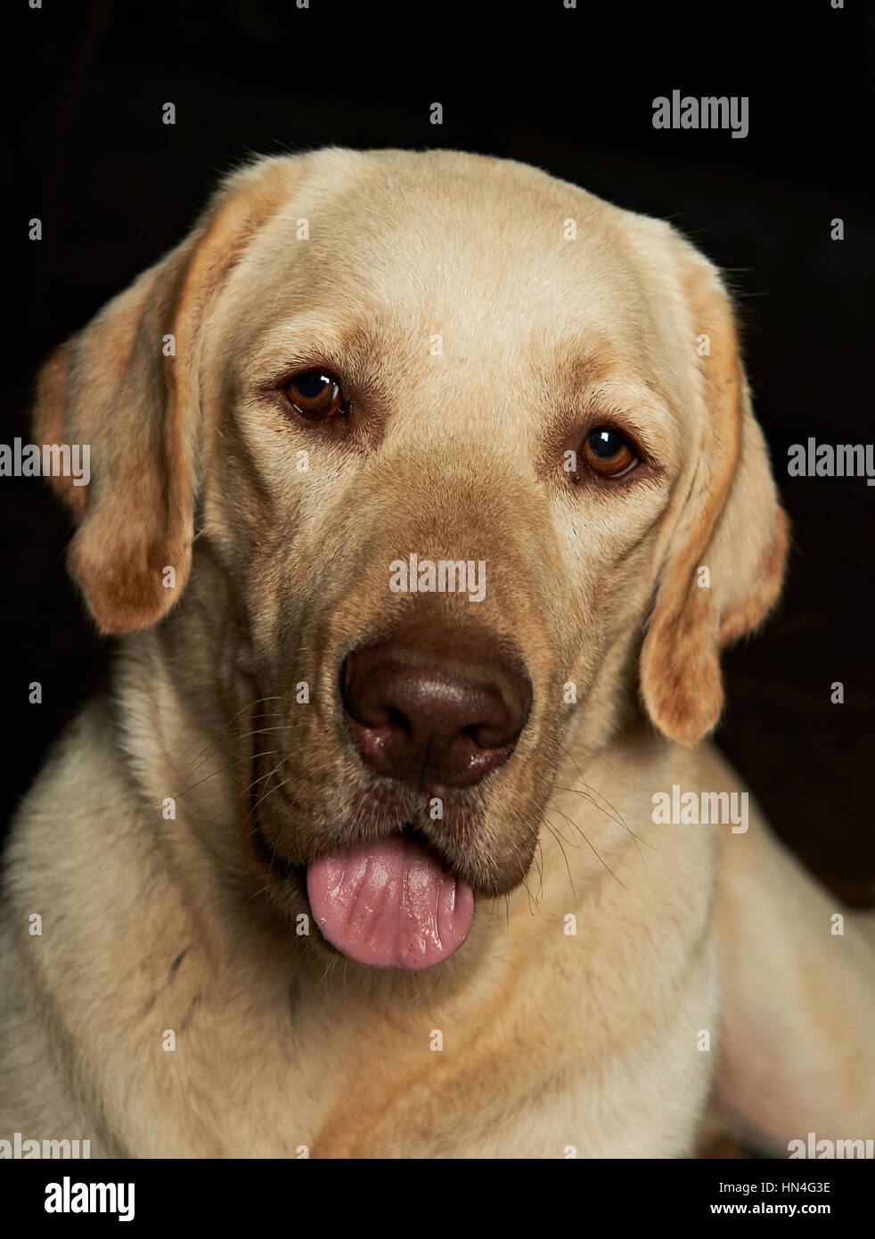 close up portrait of golden retriver isolated on black Stock Photo - Alamy