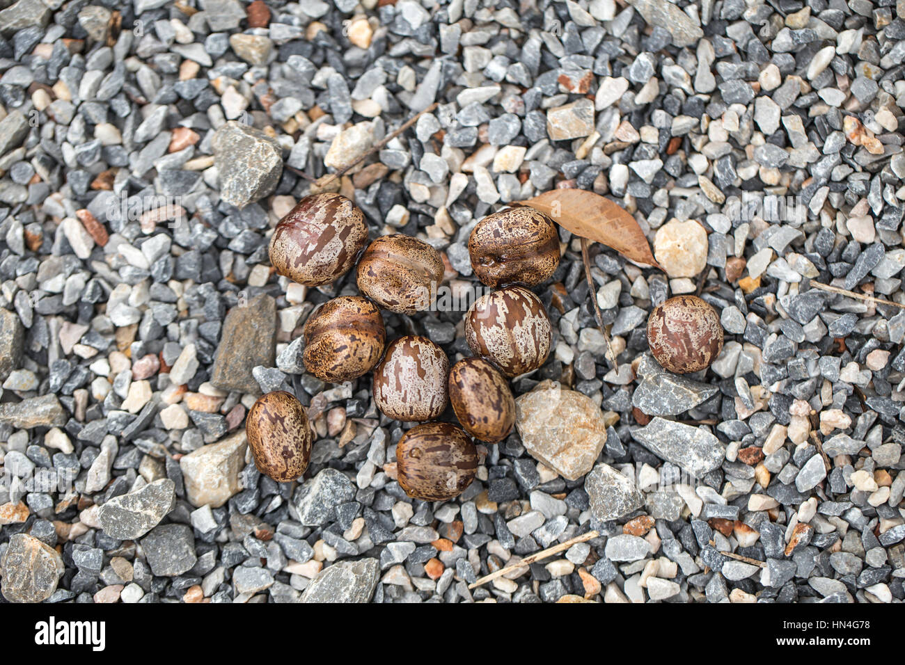 Tree seed drop on the ground Stock Photo - Alamy