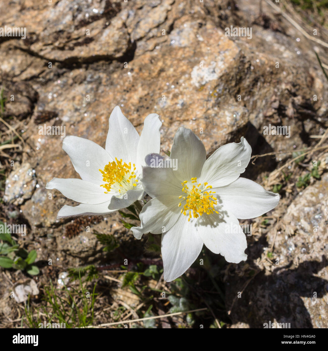 Alpine anemone pulsatilla alpina hi-res stock photography and images ...