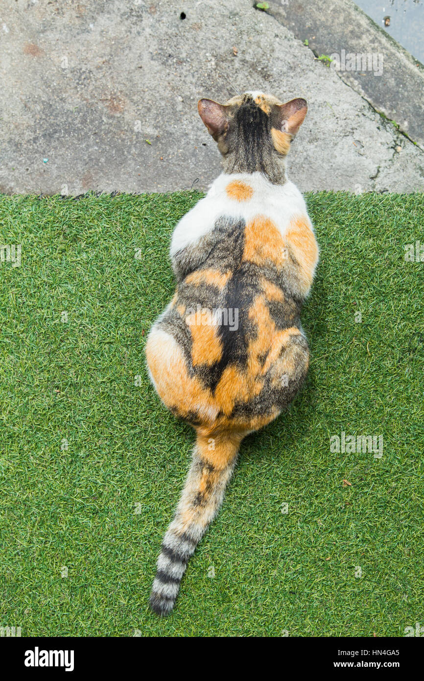 cat from top view Stock Photo - Alamy