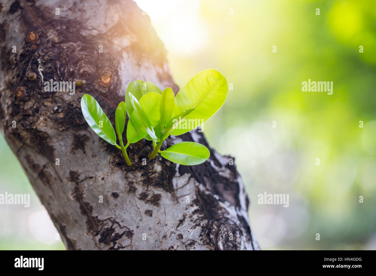 tree sprout in the garden with sun light background Stock Photo - Alamy