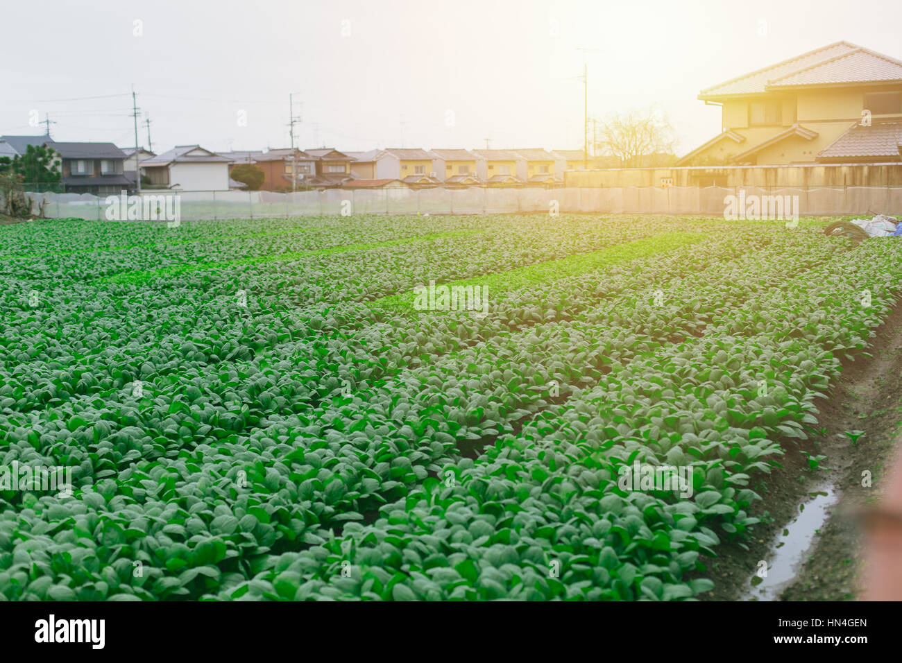 Major Agriculture In Japan