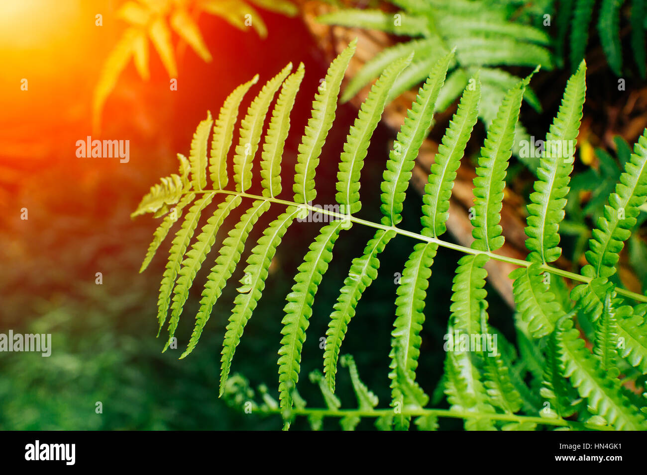 nature green fern with sun light Stock Photo - Alamy