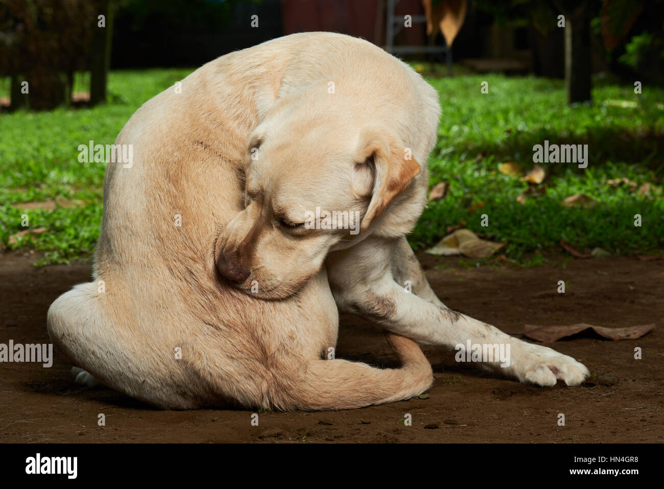 scratching himself dog outside in green garden Stock Photo - Alamy