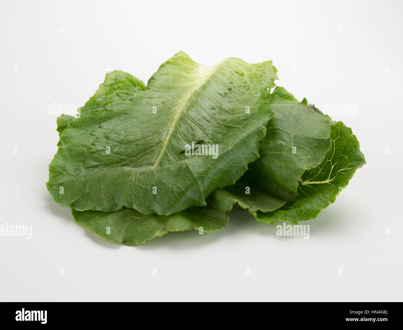 Romaine Lettuce Leaves Isolated on White Background Stock Photo - Alamy