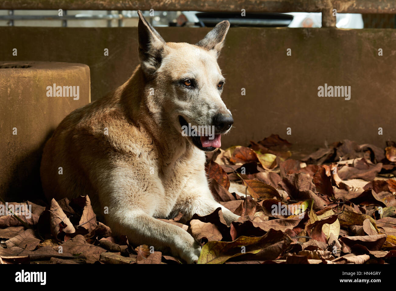 German shepherd dog sleeping hi-res stock photography and images - Alamy