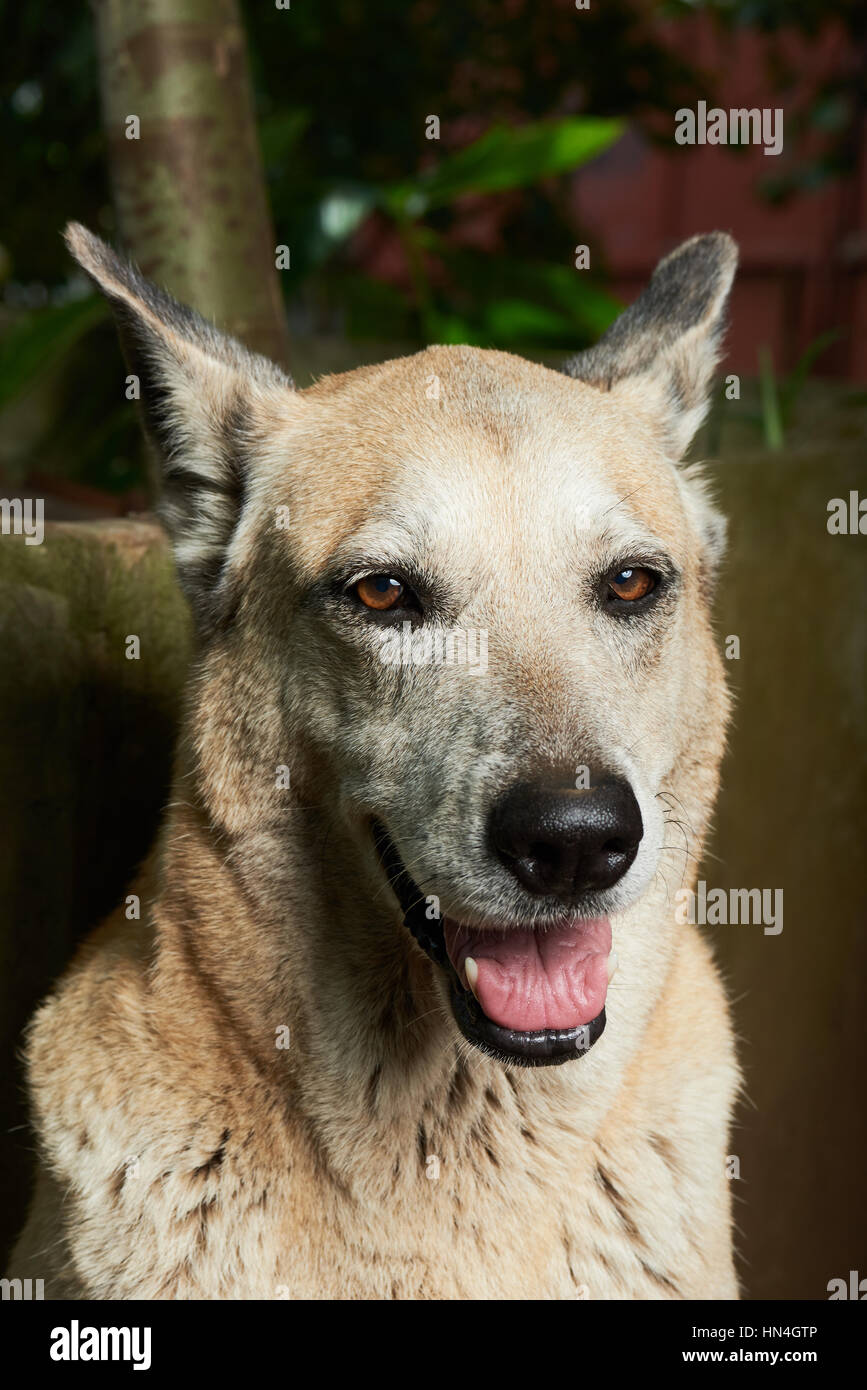 Shepherd and mouse hi-res stock photography and images - Alamy