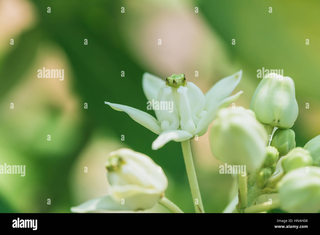 Crown flower or Calotropis gigantea Stock Photo - Alamy