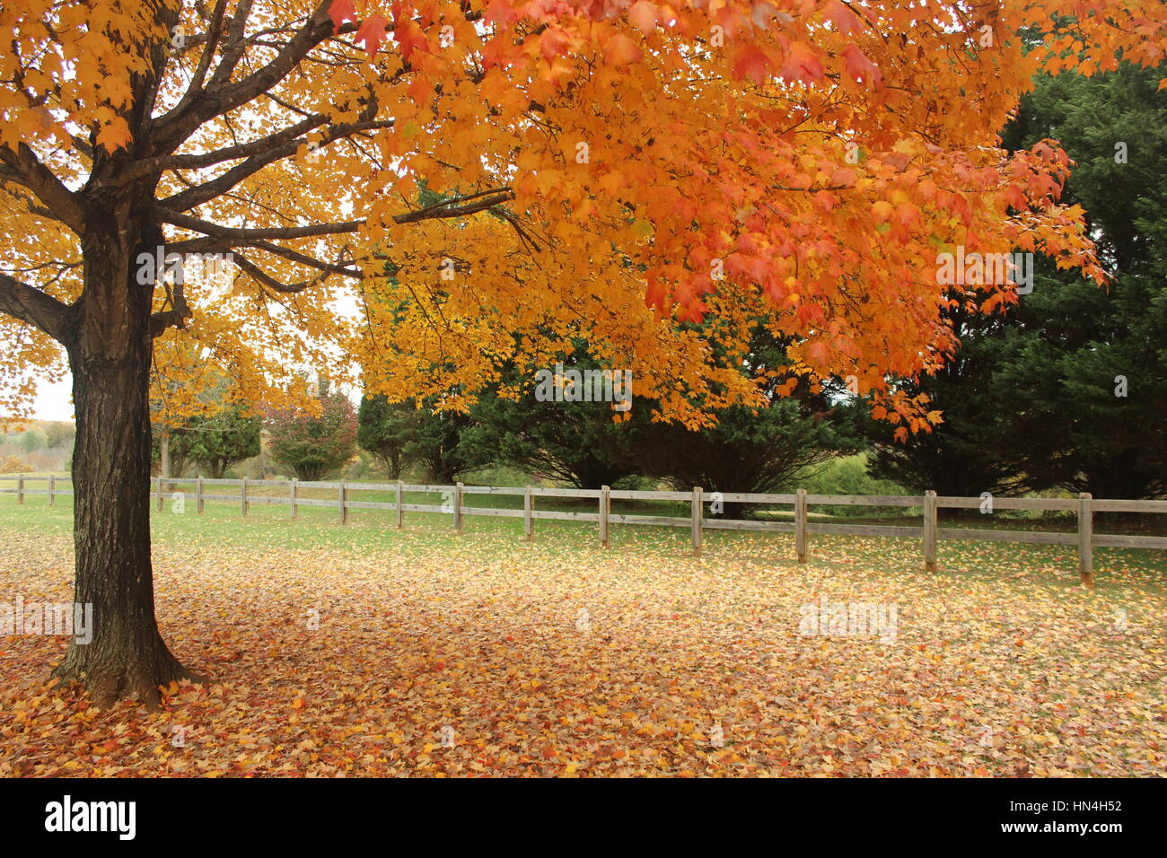 Rustling tree hi-res stock photography and images - Alamy