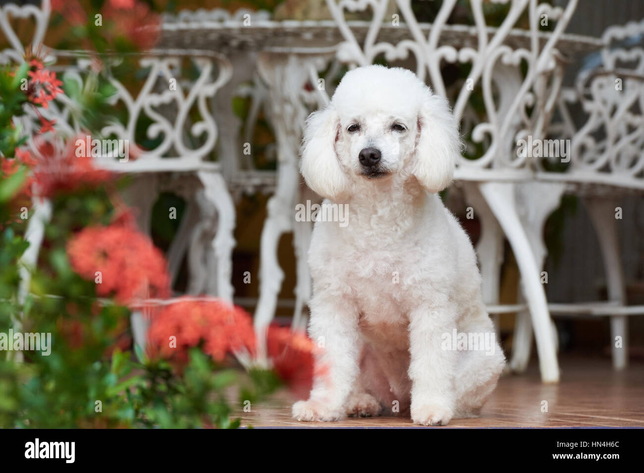 female french poodle sitting next to house Stock Photo - Alamy