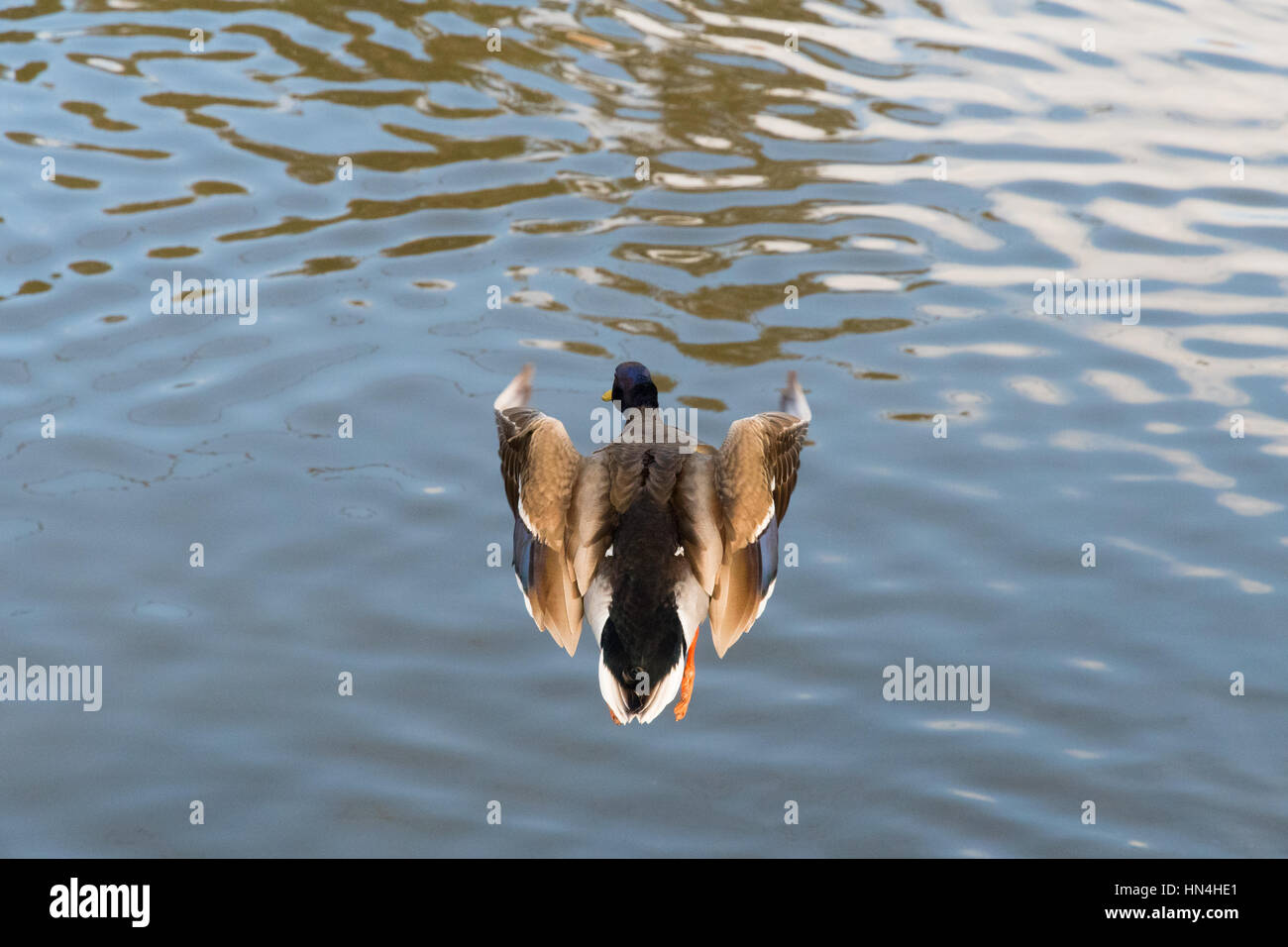 Flying ducks hi-res stock photography and images - Alamy