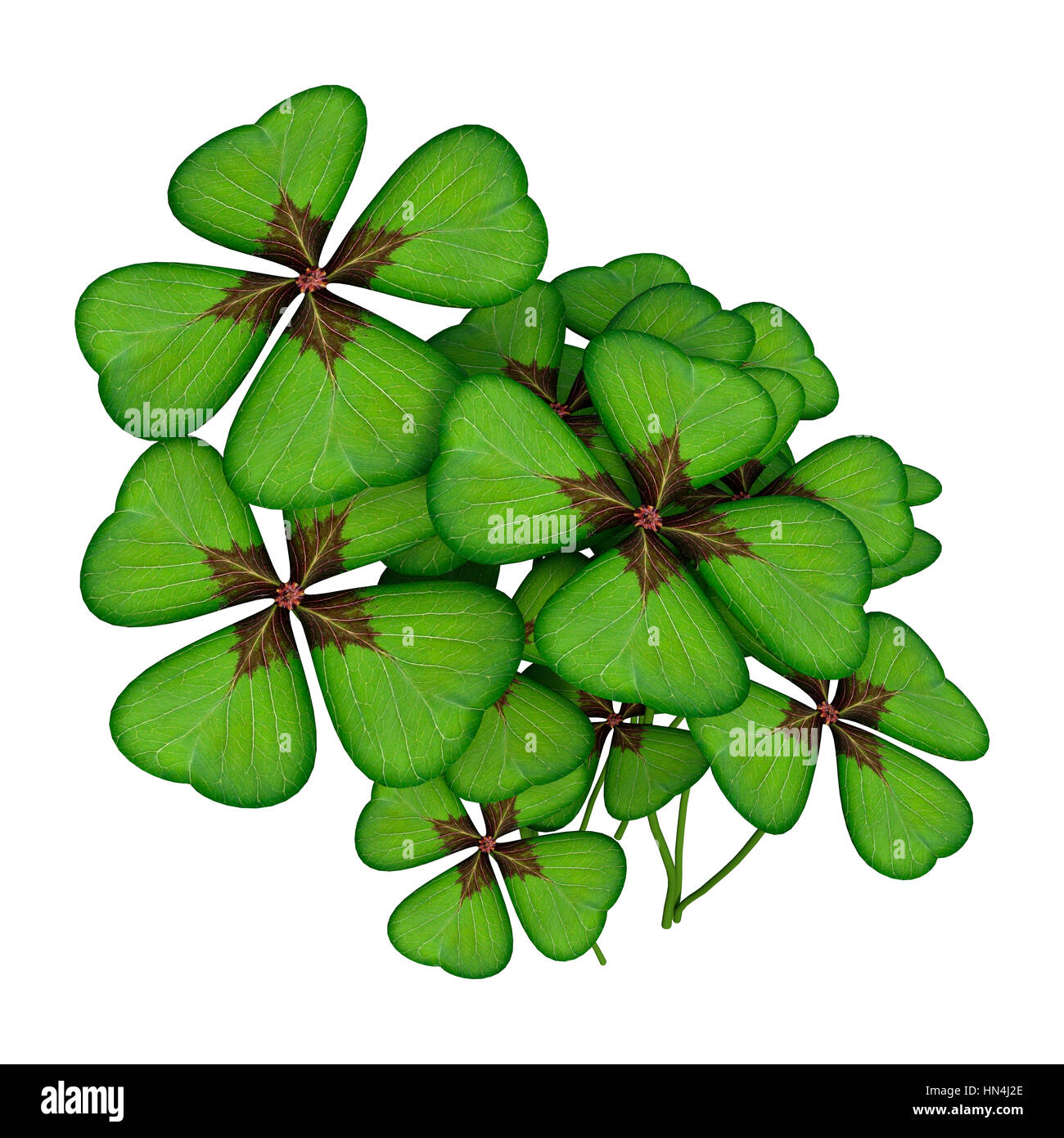 3D rendering of lucky shamrock isolated on white background Stock Photo ...