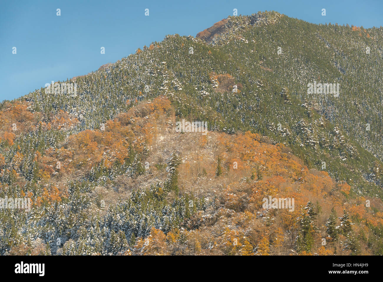 Maple tree with snow on branches hi-res stock photography and images ...
