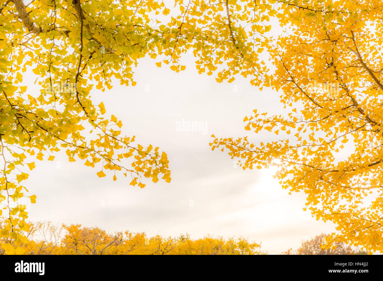 Ginkgo trees in Autumn in Tokyo Japan Stock Photo - Alamy