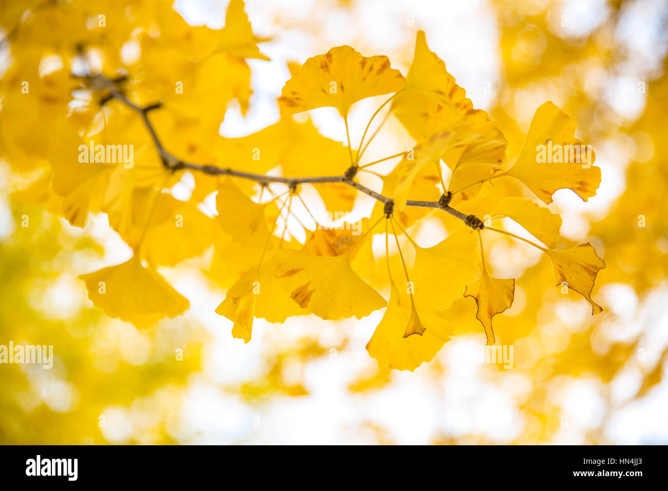 Seasonal specific hi-res stock photography and images - Alamy