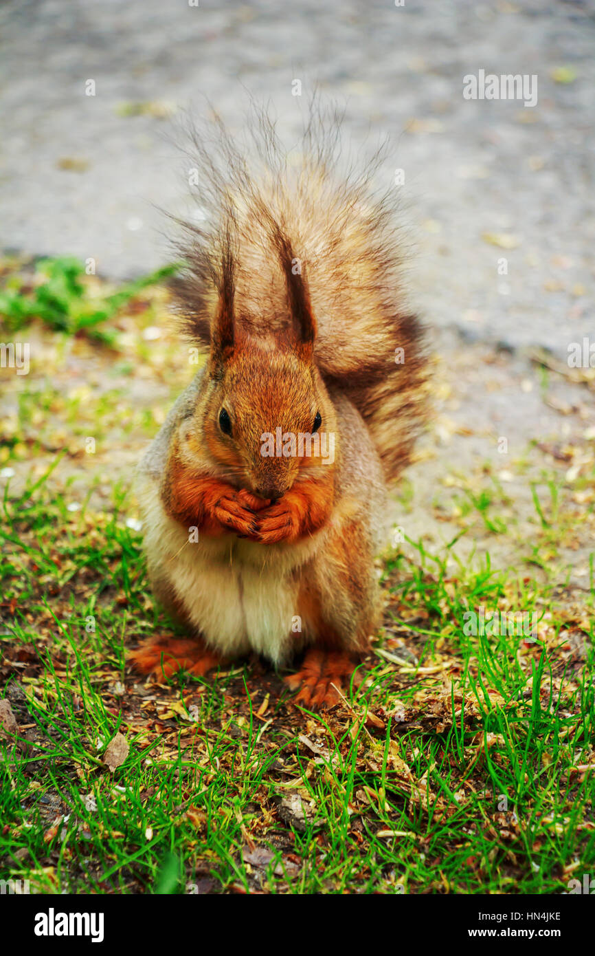 Squirrel gnaws nuts in the woods. Animal in wild nature Stock Photo - Alamy
