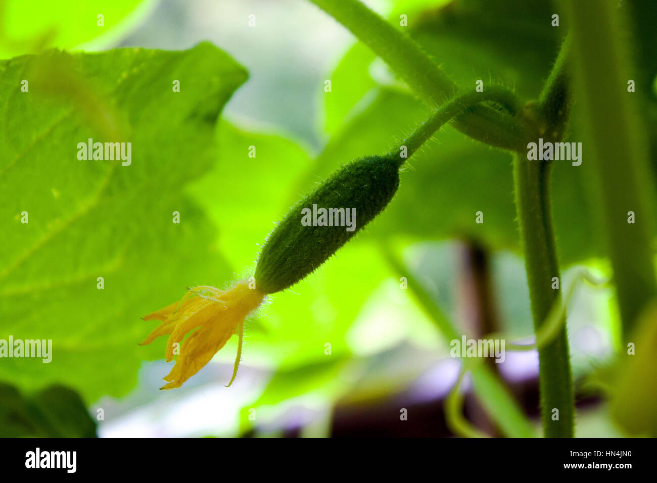 Cucumber sprouts hi-res stock photography and images - Alamy