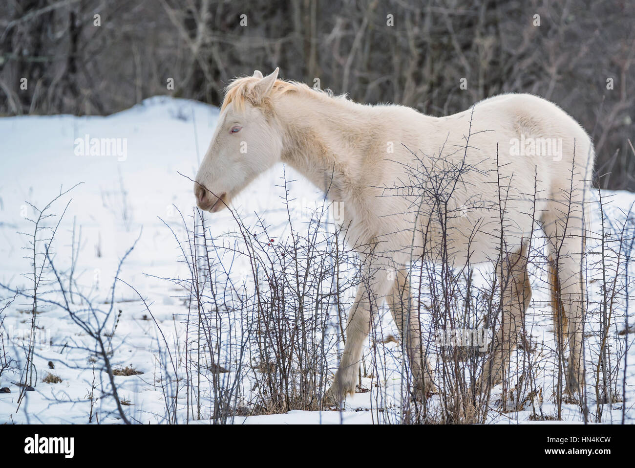 Albino horse hi-res stock photography and images - Alamy