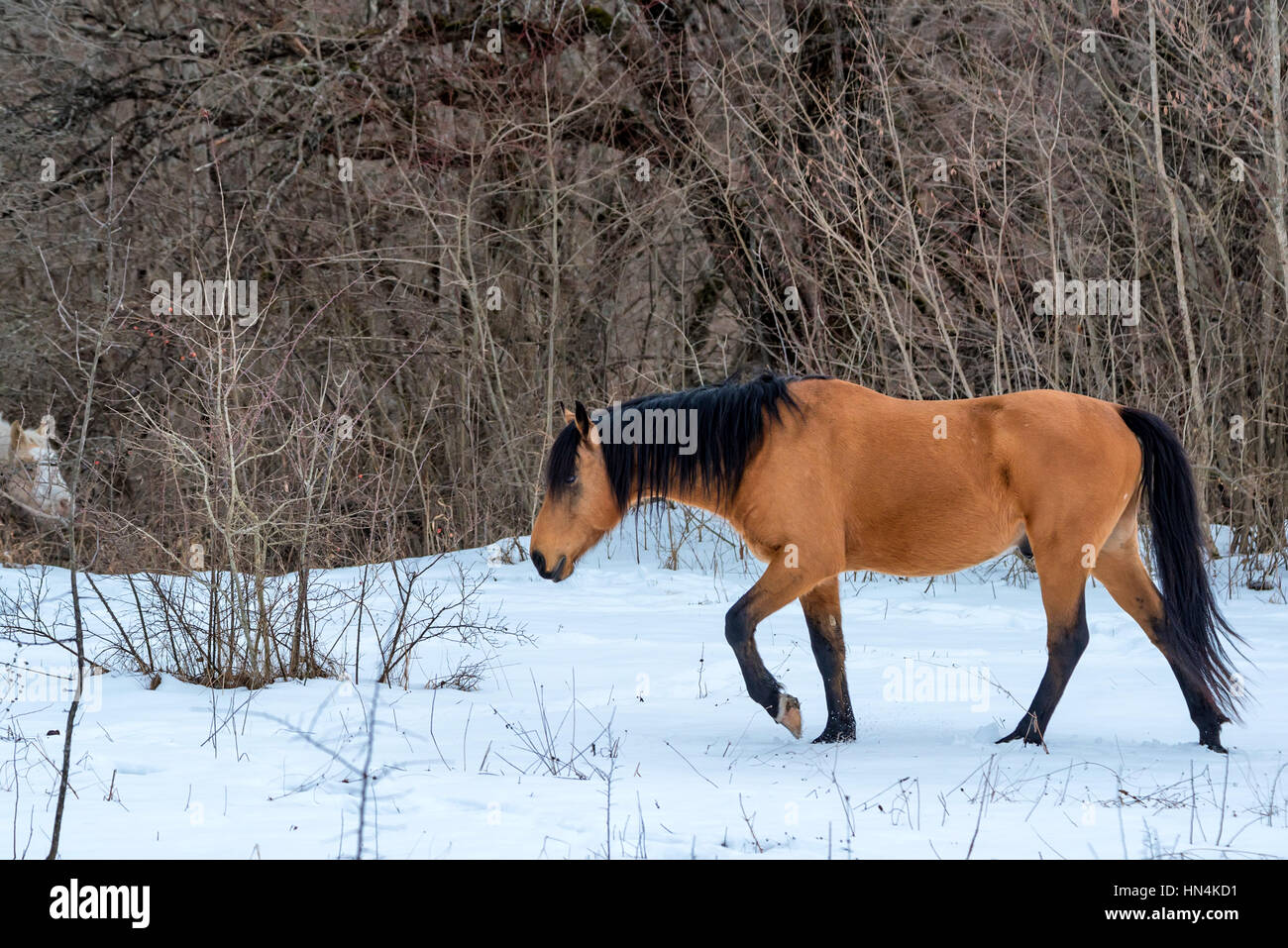 Cute Black Brown Bay Foal High Resolution Stock Photography and Images ...