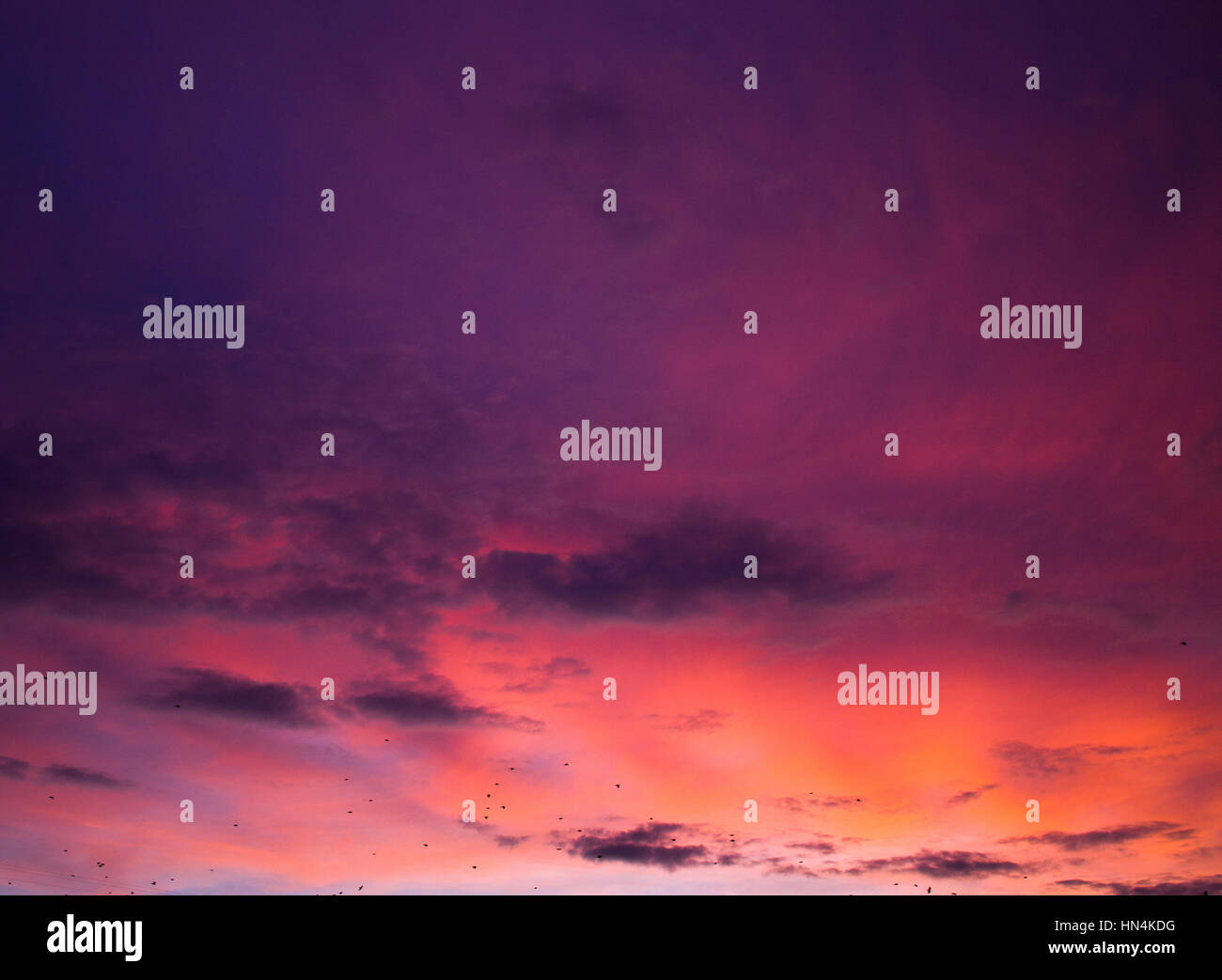 fine red sunset and pack of crows, background Stock Photo - Alamy