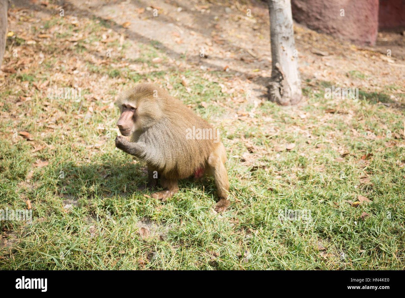 Baboons are African and Arabian Old World monkeys belonging to the ...