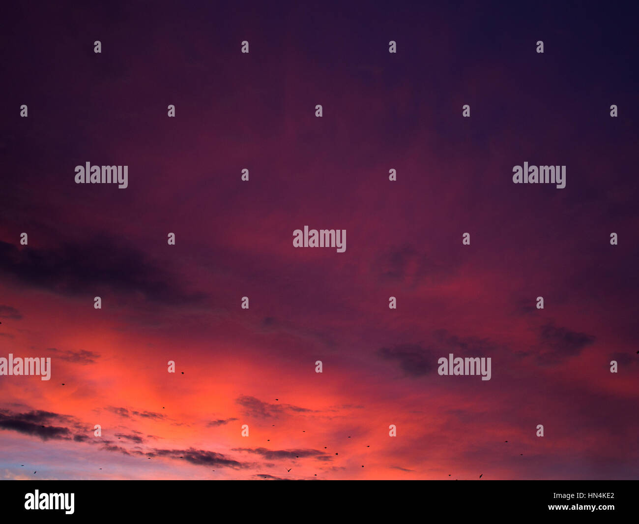 fine red sunset and pack of crows, background Stock Photo - Alamy