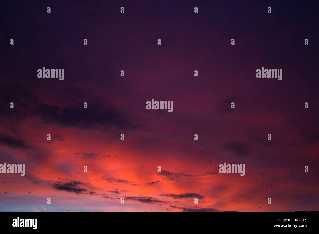 fine red sunset and pack of crows, background Stock Photo - Alamy