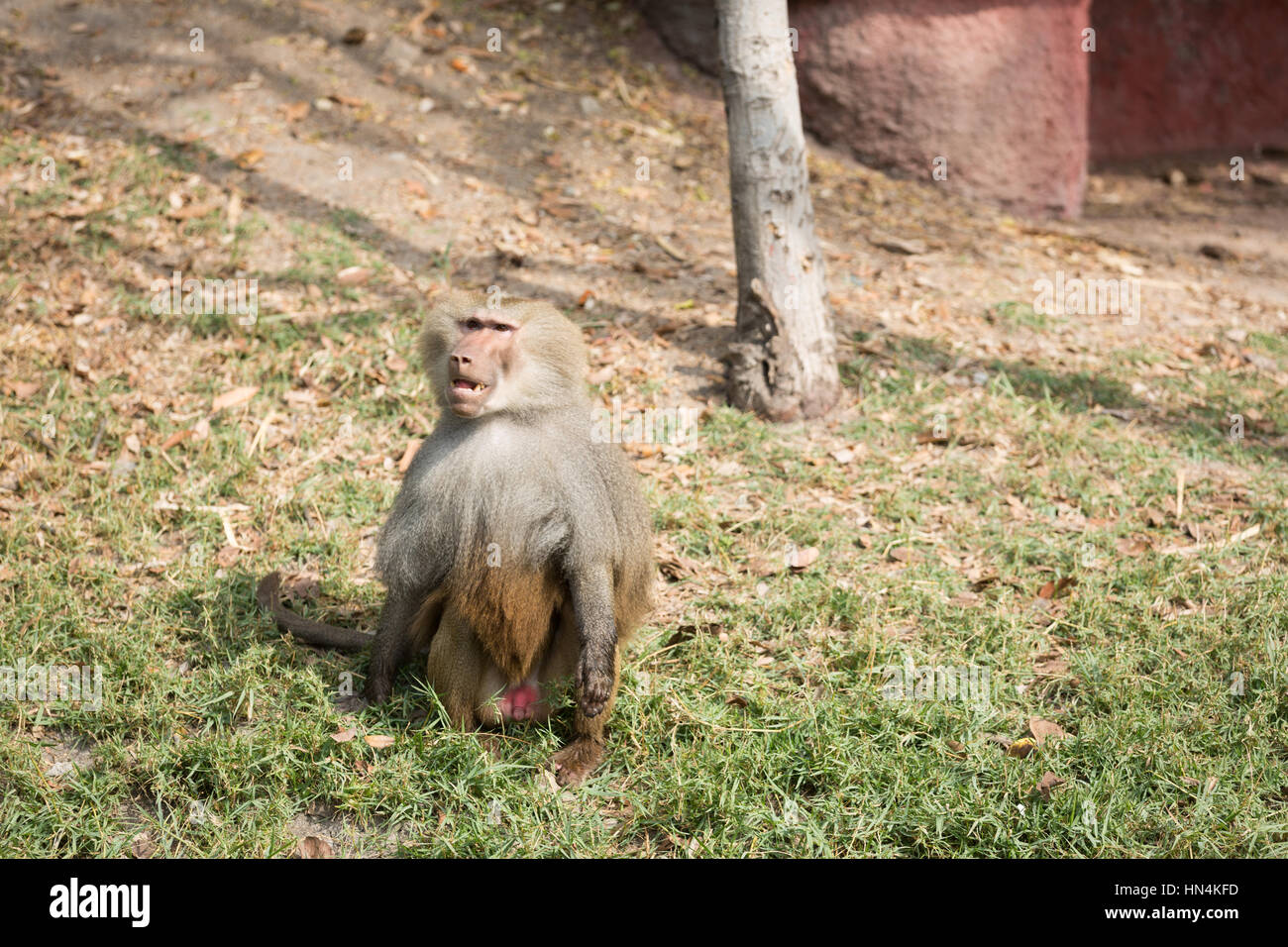 Arabian old world monkeys hi-res stock photography and images - Alamy
